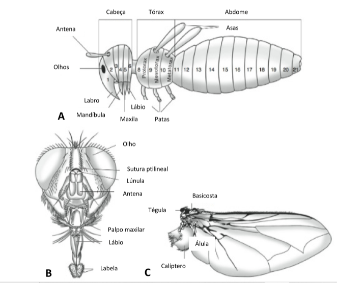 Moscas e Miíases: esclareça todas as suas dúvidas! - Sanarmed