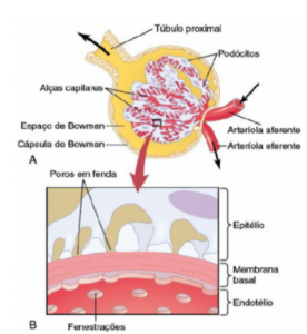 Camadas Da Membrana Basal Glomerular CIN'2003. Dieguez. LA BARRERA DE
