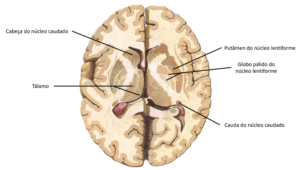 Núcleos da base: o que são e como são as suas estruturas? - Sanarmed