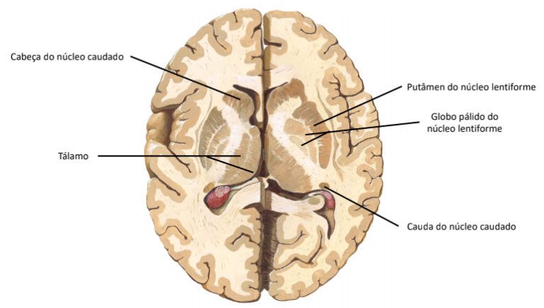 Núcleos da base: o que são e como são as suas estruturas? - Sanarmed