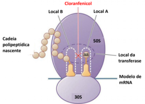 ribossomo 70s - bayabay-design.fr