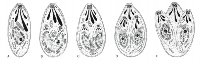 Toxoplasma Gondii: o que é e Ciclo Biológico - Sanarmed
