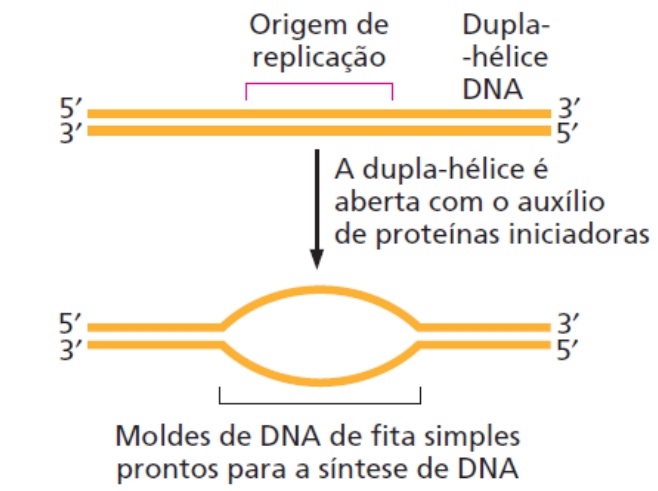 Replicação do DNA: como funciona o processo? - Sanarmed