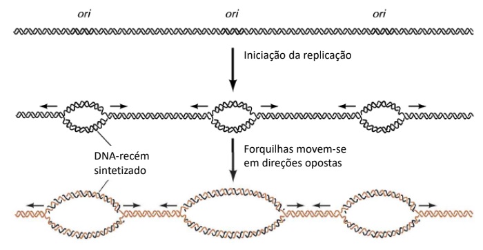 Replicação do DNA: como funciona o processo? - Sanarmed