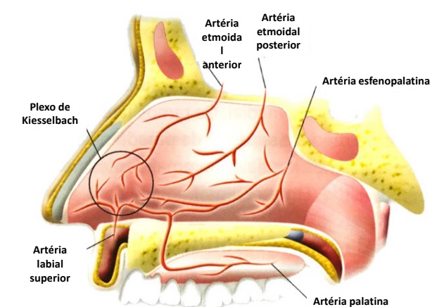 Anatomia Nasal e dos Seios Paranasais: saiba tudo! - Sanarmed