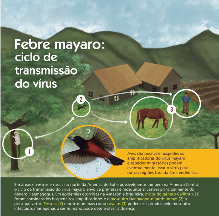 O que é o vírus Mayaro: sintomas, transmissão, prevenção e tratamento ...