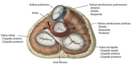 As doenças valvares e o poder dos sopros | Ligas - Sanar Medicina
