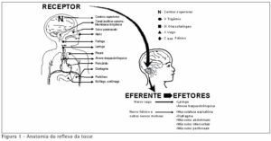 Tosse: Patogênese , causas, classificações e suas complicações ...