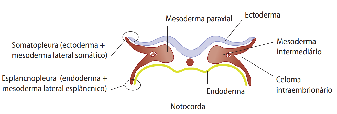 Embriologia da Gastrulação: linha primitiva e desenvolvimento da ...