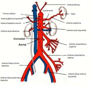 Revisão básica da anatomia do sistema arterial | Colunistas - Sanarmed