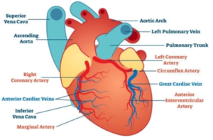 Revisão básica da anatomia do sistema arterial | Colunistas - Sanarmed