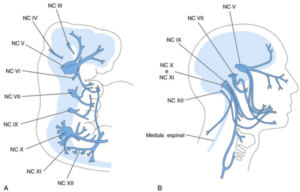 Nervo Troclear (NC IV)| Colunistas - Sanarmed