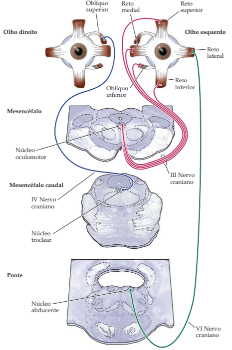 Nervo Troclear (NC IV)| Colunistas - Sanarmed