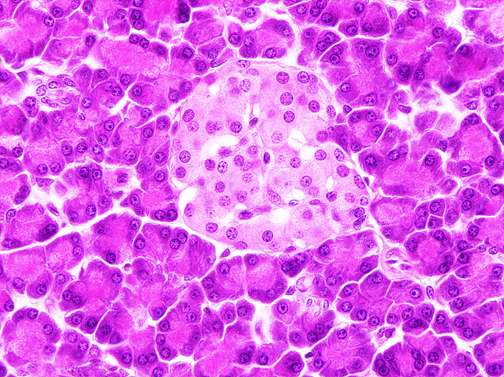 Histologia Da Glandula Pancreas Rotulada Development And Structure Of