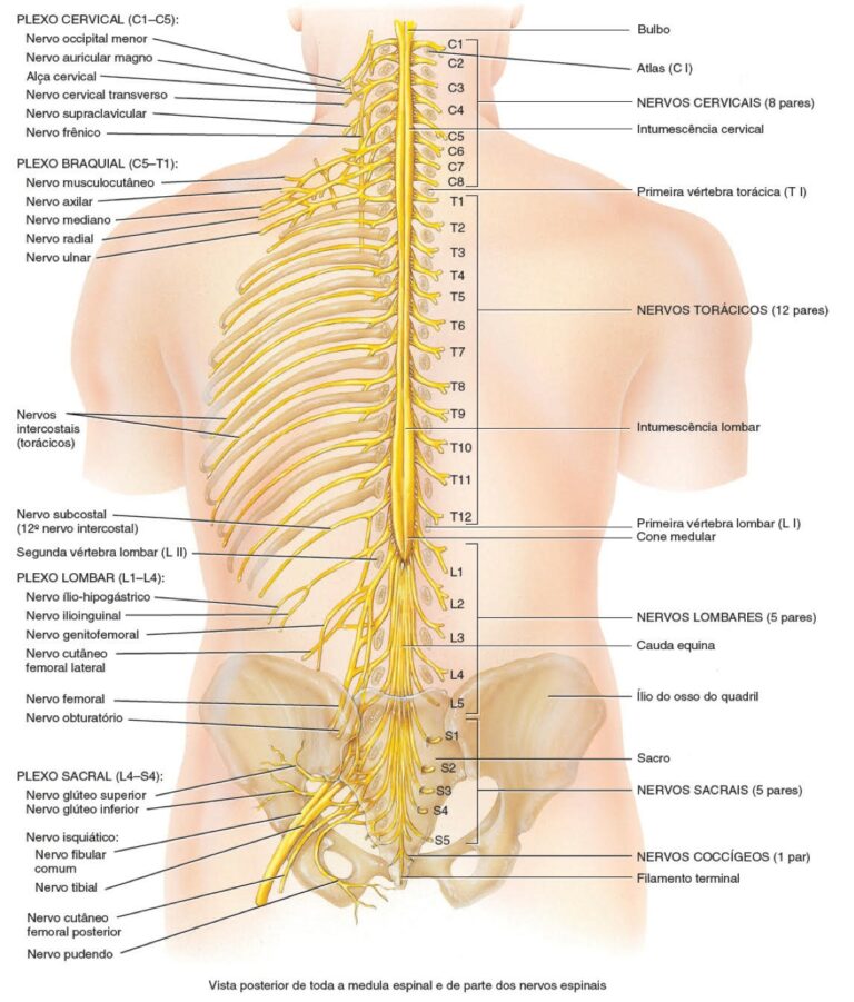 Nervos Espinhais, seus plexos e dermátomos | Colunistas - Sanarmed