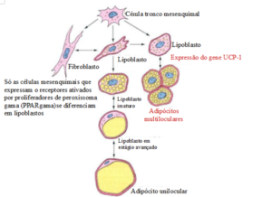 Tecido adiposo multilocular e termogênese | Colunistas - Sanarmed