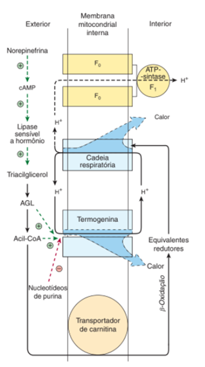 Tecido adiposo multilocular e termogênese | Colunistas - Sanarmed