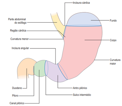 Anatomia do estômago e duodeno | Colunistas - Sanarmed