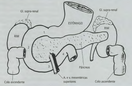 Anatomia do estômago e duodeno | Colunistas - Sanarmed
