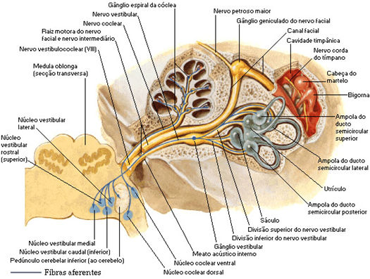 Anatomia do Nervo Vestibulococlear (VIII) e sua importância clínica ...
