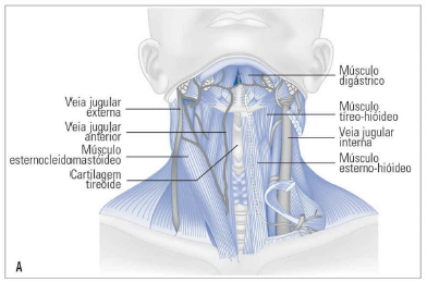Anatomia Da Veia Jugular