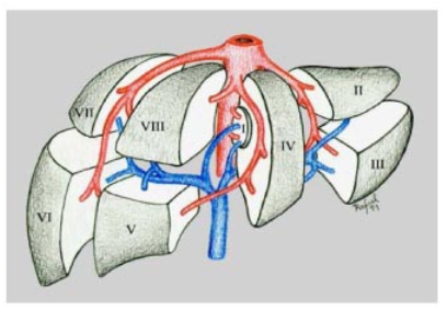 Tudo que você precisa saber sobre os segmentos hepáticos - Sanarmed