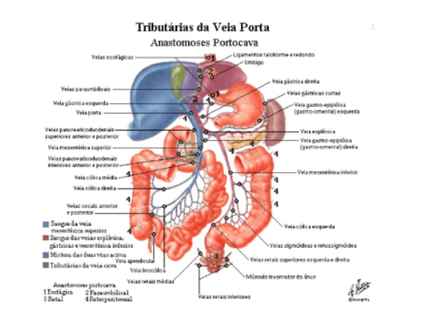 Tudo que você precisa saber sobre os segmentos hepáticos - Sanarmed