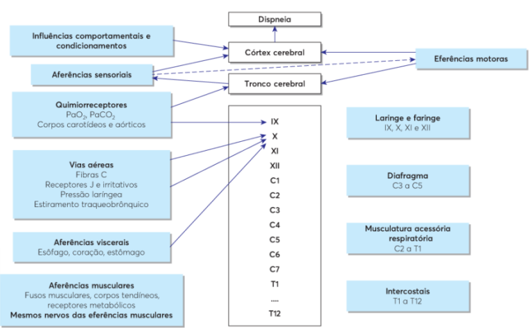 Definição, classificação e manejo da dispneia - Sanarmed