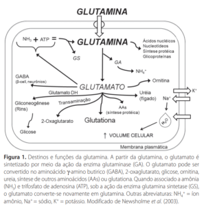 Glutamina: o que é, como funciona, quando e como indicar o uso - Sanarmed